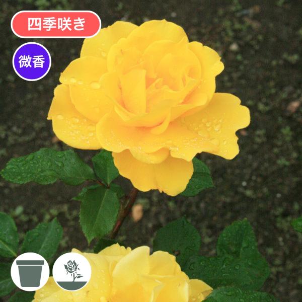 【発売日：2026年05月15日】濃黄色の花は剣弁高芯咲きで弁先には切れ込みが入る。黄色のハイブリット・ティーの中では退色せず色合いがよい。樹形は半直立性でコンパクトにまとまる。冬季剪定では樹高の1/2位を目安に切り戻す。やや初期生育が遅い...