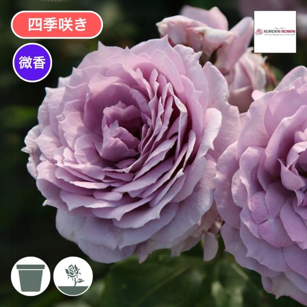 【発売日：2026年05月15日】赤みの少ないラベンダー色の花は3〜5輪程の房咲きで青花系にしては珍しくティー系の香りがある。直立性だが株のまとまりはよくあまり樹形を乱す枝の発生はない。従来の青系の品種に比べ耐病性もあり、耐寒性もある。夏場...