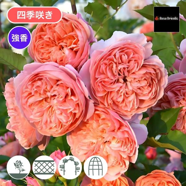 【発売日：2026年05月15日】桃色がのったオレンジ色の花は花径6ｃｍ程の小中輪。数輪の房咲き性で形の良いロゼット咲き、フルーツ香の強香がある。開帳型のシュラブで、自然樹形で楽しむには広いスペースが必要なので、つるバラの様に扱う。花首が短...