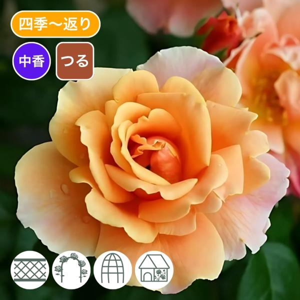 【発売日：2026年05月15日】オレンジ色にアプリコットがのった花は1〜3輪位で咲きダマスク香がある。 葉は照り葉で花色とともに明るい印象。 初期生育がやや遅く木に力が付くまでは穏やかだが2〜3年するとよく伸びだす。ベーサルシュートの発生...
