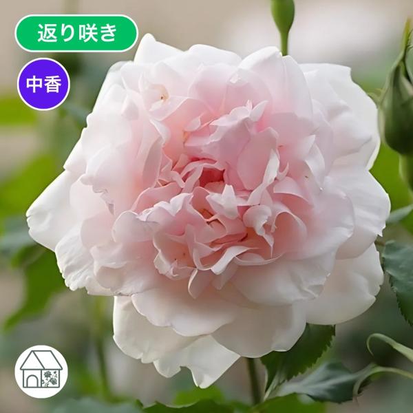 【発売日：2026年05月15日】咲き始めはやや淡桃色がのった白色だが開ききると白色となる。二番花までは四季咲きのように咲き夏以降はポツポツと咲く。樹形は半直立性で枝はトゲはほとんどないがしなやかさに欠ける。つるバラの様に利用できるが太いシ...