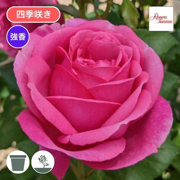 【発売日：2026年01月15日】ボリュームのあるピンク色の大輪花に、ダマスクと芳醇なフルーツ香を含む香りが素晴らしいバラ。耐病性も高く、濃くきれいな照葉と花のコントラストが美しく、香りと強さを兼ね備えている。秋に勢いのあるシュートが伸びる...