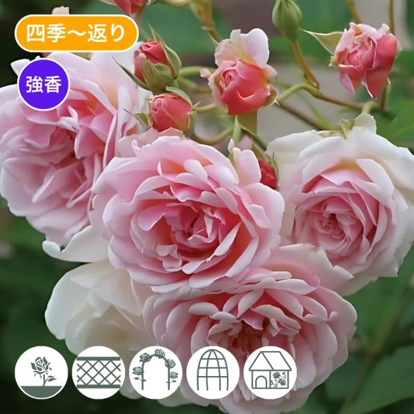 【発売日：2026年01月15日】ややアプリコット色を含んだ淡桃色の花は3輪位の房咲きで香りがよくロゼット咲き。 樹形は直立性で2m位になり四季咲き性も強い。 一度伸ばしてしまえば花がらを取るだけで四季咲きの様に開花する数少ないつるバラとし...