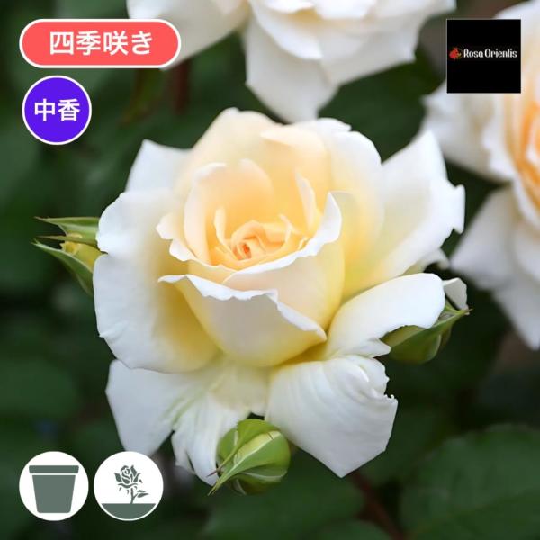 【発売日：2026年01月15日】クリーム色の花は半剣弁高芯咲きで、花弁が重なる花の中心部がやや濃い色となる。花は開くとルーズなロゼット咲きになり、ティー香の中香がある。樹形は一般的なハイブリッド・ティーと同様に半直立性なので鉢栽培にも向く...