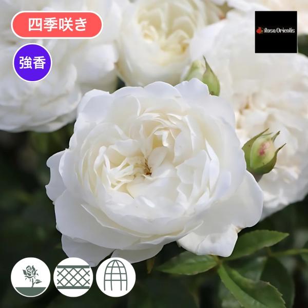 【発売日：2026年05月15日】白色からアイボリー色の花は、カップ咲きで咲き始め開くと形の良いロゼット咲きになる。花径は6ｃｍ程の小中輪で数輪の房で咲く。ダマスク・クラシック香にフルーツ香がのった濃厚な香りがある。樹形は半直立性のシュラブ...