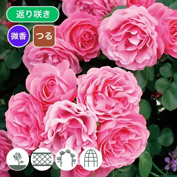 【発売日：2026年01月15日】ローズ色の花はロゼット咲きで花弁が厚く花のもちがよい。フロリバンダの扱いだが日本では小型のつるバラの様に扱う。耐病性に優れ樹勢も強く多少日当たりが悪くても良く育つ。夏場は花が止まるが秋以降はよく返り咲く。冬...