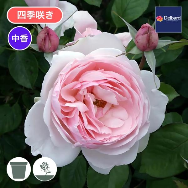 【発売日：2026年01月15日】淡桃色の花は数輪〜数十輪の房咲きでややうつむいて咲く。カップ咲きで、ミルラ香の中程度の香りがある。樹形は半直立性で、まとまりよく鉢栽培にも向く。冬季剪定では樹高の1/2位を目安に切り戻す。二番花以降に勢いの...