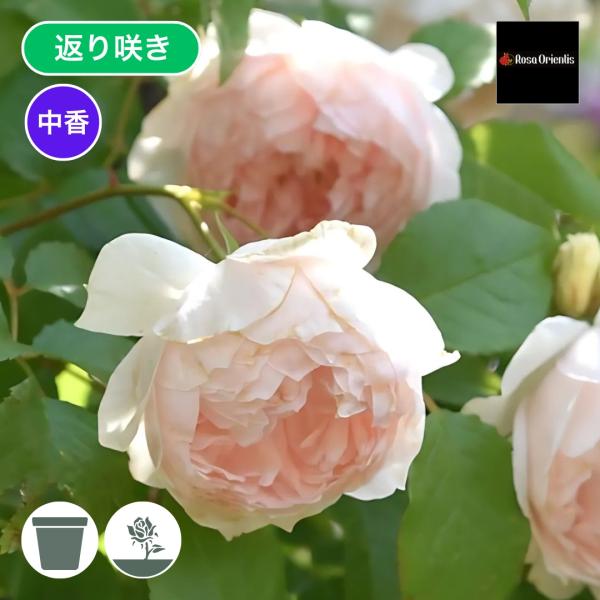 【発売日：2026年05月15日】白色に近い淡い桃色の花は、花弁が重なる花の中心部は濃い色になる。カップ咲きで咲き始め開くとロゼット咲きになる。香りはティー香の中香で、一番花は花首が短くややうつむいて咲く。樹形は半横張り性のシュラブで、小型...