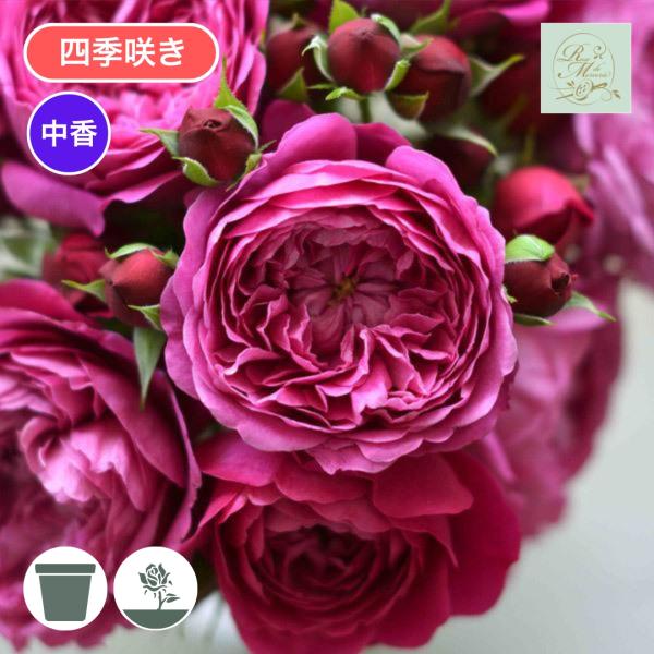 【発売日：2026年01月15日】青みがのったローズ色の花は、形の良いロゼット咲きで花の中心部はボタン・アイになる。数輪の房咲きで、中香だが質の良いティー香、フルール香がある。半直立性のシュラブだが、房咲きで枝は細くしなやかなので枝先は下垂...