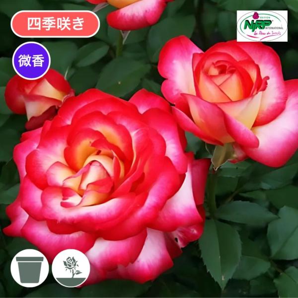 【発売日：2026年01月15日】クリーム色にローズ色を帯びた赤色の覆輪が入る花は丸弁高芯咲き。1輪もしくは数輪の房で咲き花首強く上を向いて咲く。登録はフロリバンダだが樹形はハイブリッド・ティー。樹形は半直立性で葉色は濃くツヤがあり花色を引...