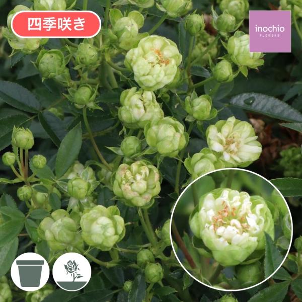 【発売日：2026年05月15日】淡いクリーム色に緑色がのった花はディープカップ咲きで数輪〜数十輪の房咲きとなる。春はシベを覗かせて咲くがその他の時期はシベが見えるまでは路地だとあまり開かない。元々は切り花品種で花もちが非常によく雨にも強い...