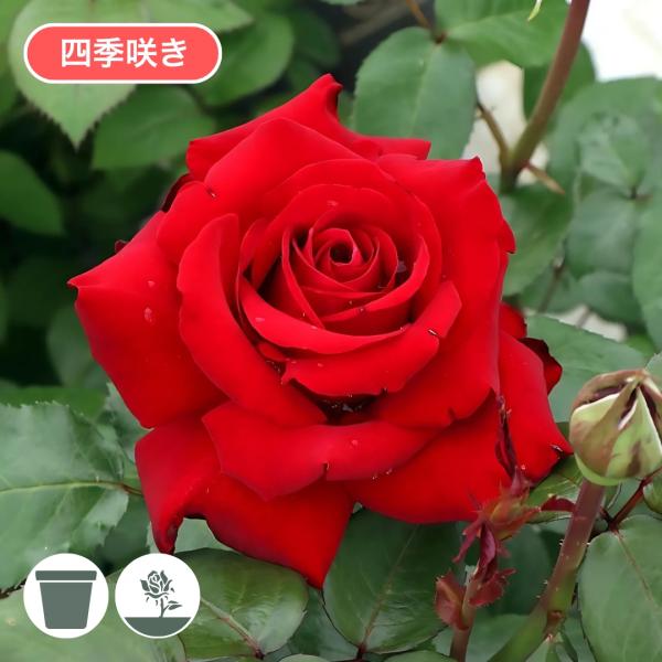 【発売日：2026年05月15日】緋赤色の花は半剣弁高芯咲きで、雨にも強い。樹形は半横張り性でまとまりよく、鉢栽培にも向く。葉は照りがあり花色を引き立てる。冬季剪定では樹高の1/2位を目安に切り戻す。暑さにやや弱く夏場は下葉を落としやすい。...