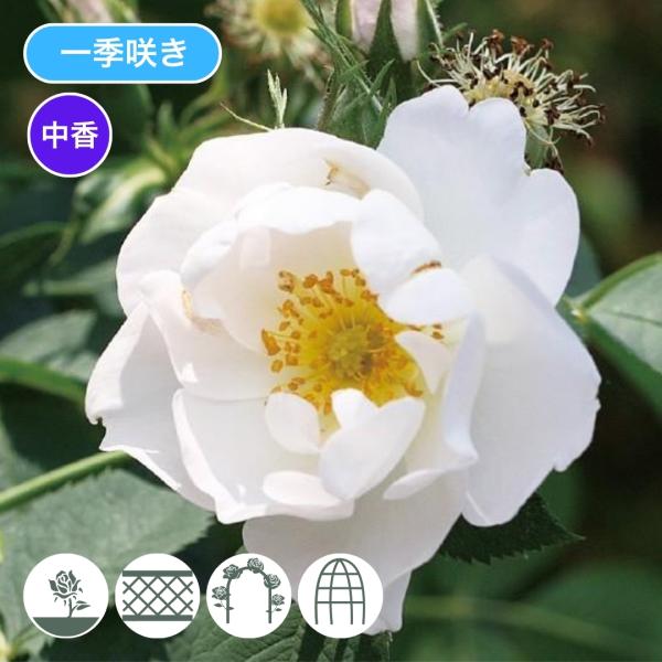 【発売日：2026年05月15日】つぼみの時は淡桃色で開花すると白色の半八重咲き、3輪位の房で咲く。中心部は黄色いしべが見えこの品種の魅力の一つ。葉はアルバローズ特有の青色みを帯びた葉で春先はとても目を引く。樹形は直立性だが枝がしなやかなの...