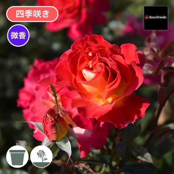【発売日：2026年01月15日】鮮やかな赤、外弁クリーム色の複色、丸弁高芯咲き。燃えるような赤い花を株いっぱいに咲かせる。シャルールの姉妹のバラなので、同様にとても花持ち良く、管理しやすく、育てやすいバラ。耐病性が強い木立樹形のバラ。黒星...