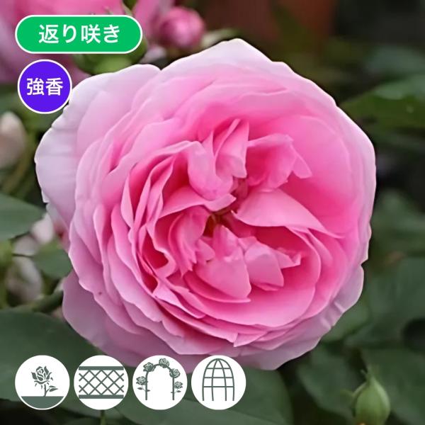 【発売日：2026年05月15日】桃色の花は形の整ったロゼット咲きで3〜5輪の房で咲き花の後半はラベンダー色がのる。樹形は半横張り性で樹勢がよく形を乱すシュートが出やすく、枝は堅くしなやかさに欠ける。小型のつるバラとして利用できややうなだれ...