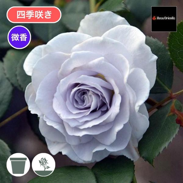 【発売日：2026年05月15日】"水色がのったシルバー色の花は独特の青みがあり、半日陰や夕暮れ時に見るとより水色を感じる。従来の品種ならばこのくらい、青色がのれば病気には弱くなる品種がほとんどだったが、中程度の耐病性があり月に2回位の薬剤...