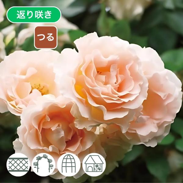 【発売日：2026年01月15日】ゆるいカップ咲きの花は花弁の外側は波打ち桃色がのったアプリコット色1〜5輪ほどで花を付けやや下を向く。シュラブだが日本ではつるバラとして扱う。樹形は直立性であまり幅を取らない。 夏の暑さにやや弱く下葉を落と...