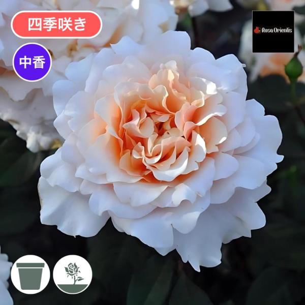 【発売日：2026年05月15日】淡オレンジ〜アプリコット色の花は、花の中心部がオレンジ色になりグラデーションとなる。春と秋の低温時には、花弁の先は細かく切れ込みが入り波打つ。ティー香を中心に、ミルラ香とパウダー香がのる中香がある。花径10...