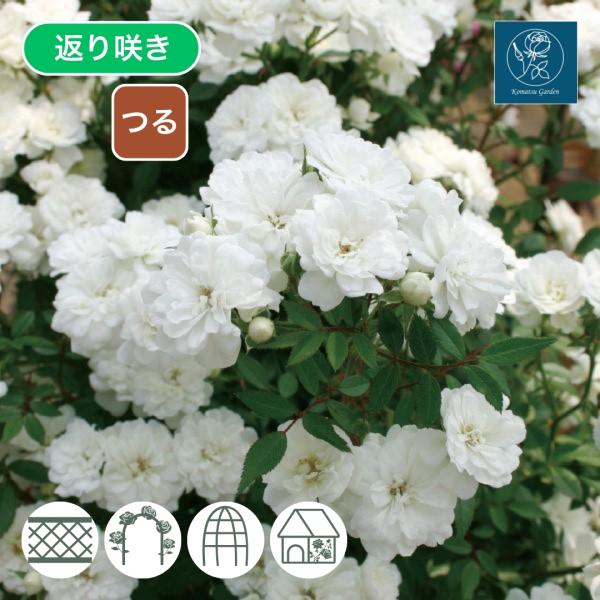 【発売日：2026年01月15日】純白の花はポンポン咲きで数輪の房で咲く。花弁は厚く雨にも強い。夢乙女の枝変わりで花色以外の性質は一緒だがややこちらの品種の方が樹勢が強い。耐病性もあり無農薬栽培も可能。木が充実してくると2番花までは春のよう...