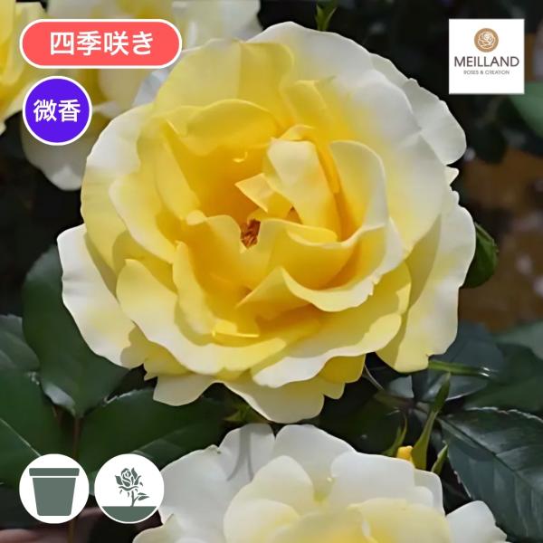 【発売日：2026年05月15日】淡黄色の花は丸弁平咲きで数輪から数十輪の房咲き性。つぼみのときは外弁は赤色がのる。枝にトゲが少なく株のまとまりがよいので鉢栽培にも向く。比較的病気に弱い品種が多い黄色系の中では耐病性があり育てやすい。ドイツ...