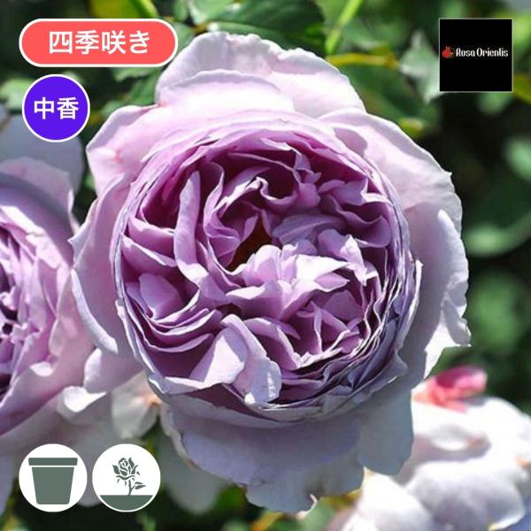 【発売日：2026年05月15日】ラベンダー色の花は深いカップ咲きでクラシック・ダマスク香にティー香がのった中香がある。数輪の房で咲きで、夏場は赤みがのりカップが浅くなるが、秋の低温時は春よりもより深いカップ咲きとなる。樹形は半直立性で、コ...
