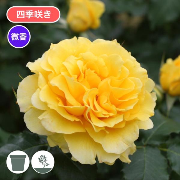 【発売日：2026年01月15日】明るい黄色の花は丸弁カップ咲きで数輪の房となり、花のもちがよく退色しにくい。枝にはトゲが少なく、樹形は半横張り性で節間が短く、自然とまとまる。冬季剪定では樹高の1/2位を目安に切り戻す。古枝にもよく花をつけ...