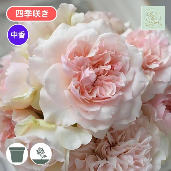 【発売日：2026年01月15日】淡桃色の花は花弁が重なった花芯部が濃い色となり特徴のあるロゼット咲き。中輪の房咲きでミルラ香、ティー香がある。半横張り性でコンパクトにまとまるので鉢栽培にも向く。樹勢は普通だが返り咲き性が強く生長を妨げるの...