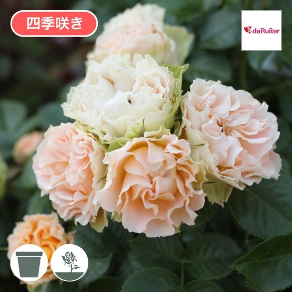 【発売日：2026年05月15日】黄色がのったアプリコット色の花の外弁に淡緑色がのる独特の色合い。5輪〜10数輪の房咲き性だがうなだれて咲くことはない。樹形は半直立性で節間が短く密に咲く、葉はやや明るい緑色で照りがある。系統はMinだがフロ...