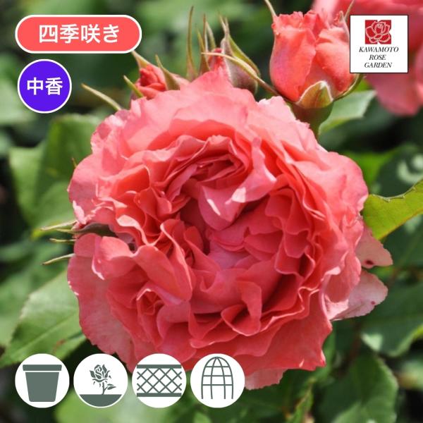 【発売日：2026年05月15日】透明感のある、ふんわりした花びらがスイーツのようなバラ。花色も変化に富んでおり、花びら一枚一枚に複雑な色合いが感じられる。コラーユ＝サンゴ色、ジュレ＝ゼリー「サンゴ色のゼリー」という意味から名付けられている...