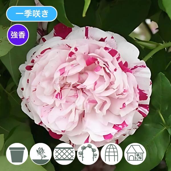 【発売日：2026年05月15日】1輪〜3輪位の房で咲き、カップ咲きでダマスク香にムスク香がのる。大きな自然樹形で花壇でも楽しめるがつるバラのように誘引して管理する方がよい。枝にトゲは多いが鋭くはなくしなやかな枝ぶりで、樹形は半横張り性。葉...