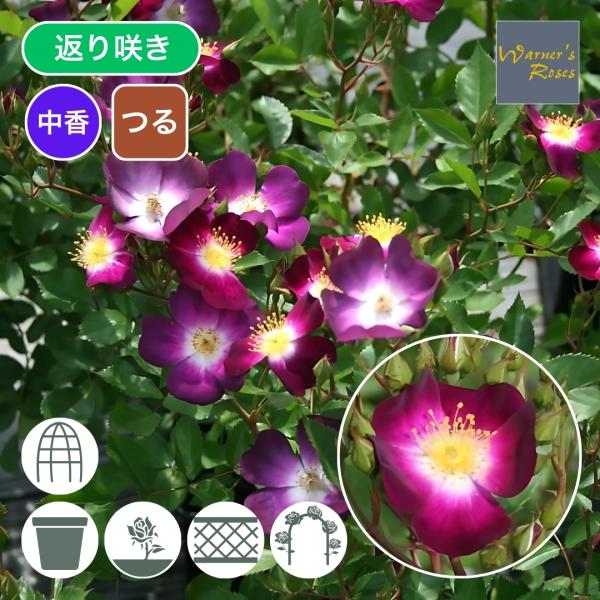 【発売日：2026年05月15日】赤紫色の花は数十輪の房咲きで開花とともに赤色が抜け青みが強くなる。 花の中心部は白くなり、シベは黄色でグラデーションとなる。スパイシー香にムスク香を含む中香だが房で咲くので強く感じる。 花壇で広いスペースが...