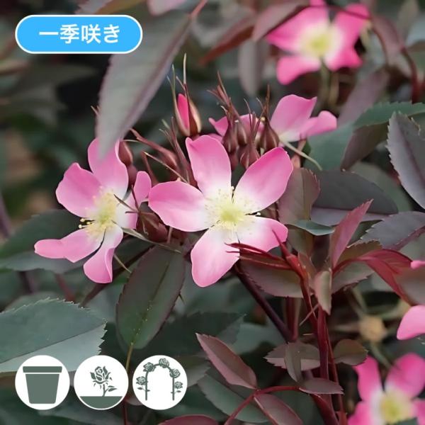 【発売日：2026年01月15日】赤みを帯びた桃色の花は中心部は白っぽくなり房状に花を付ける。葉は紫がかった灰色で特徴的カラープランツとしても楽しめる。枝にはトゲが少なくしなやかでシュートは下垂して自然樹形となる。直径5mm以下の細い枝に花...