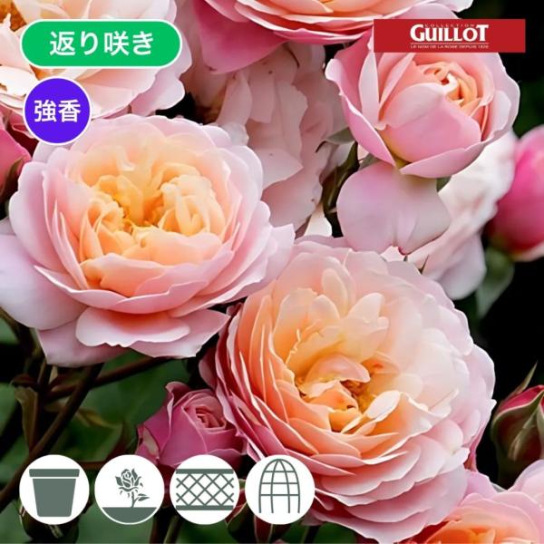 【発売日：2026年01月15日】コロンとしたカップ咲きの花は、フランボワーズピンク色で中央がアプリコット色のグラデーションに。開花が進むにしたがって淡くなる。多花性で５〜６輪の房咲きになり、照り葉のしなやかな枝に咲く。ジャスミン、スズラン...