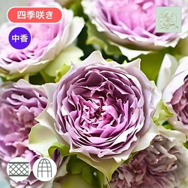 【発売日：2026年01月15日】桃色があまりのらない青みの強いライラック色の花は、外側の花弁は緑色がのり上品な雰囲気。カップ咲きで咲はじめ、開くとロゼット咲きになる。春は通常の品種のように肥料を与えると、花弁が開かない事があるので少なめに...