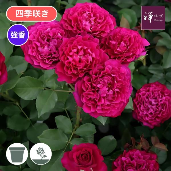 【発売日：2026年05月15日】赤紫色の花はロゼット咲きで弁先は波打ち、花型が崩れにくい。1輪から数輪の房咲きで雨にも強く、モダン・ダマスク香の強香。樹形は半直立性で、枝は堅く、大小のトゲが多い。冬季剪定では樹高の1/2位を目安に切り戻す...