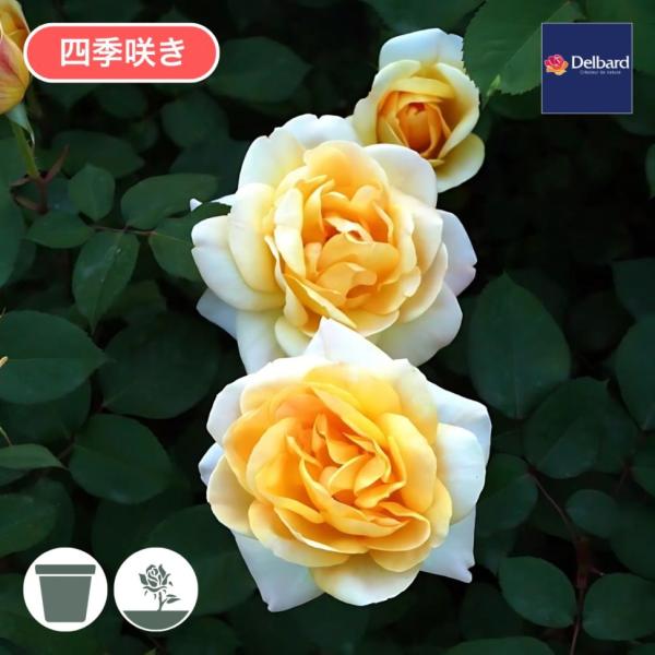 【発売日：2026年01月15日】鮮やかな黄色の花はカップ咲きで咲き始め、開くにつれ半剣弁咲となり花色も淡黄色となる。樹形は半直立性で節間も短くまとまった株となる。完全な四季咲き性でHTだがあまり形が乱れず鉢栽培にも向く。冬季剪定では樹高の...