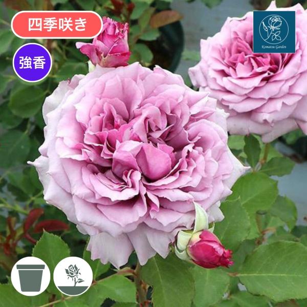 【発売日：2026年01月15日】ラベンダー色がのった桃色の花は、剣弁で咲き始め開くとロゼット咲きになる。低温時には時に強くラベンダー色がのる。花径10ｃｍ位の中大輪で数輪の房咲き、ブルー・ローズ香の強香がある。樹形は半直立性で高さ1.4ｍ...