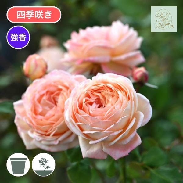 【発売日：2026年01月15日】アプリコット色の花は、形の良いカップ咲きで咲く時に低温だと桃色が強くなる。数輪の房咲きで、ティー香、フルーツ香の強香。新芽は赤く、銅色を帯び花色を引き立てる。半直立性のシュラブだが、枝は固く自立するのでフロ...