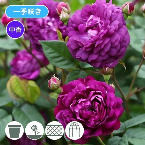 【発売日：2026年05月15日】濃赤紫色の花は開花するにつれブルーイングして青色が強くなる。3輪くらいの房咲きで、花付きがよくダマスク・クラシック香の中香。樹形は半直立性で、枝にトゲが多く節間が短い。冬季剪定で樹高の2/3位を目安に切り戻...