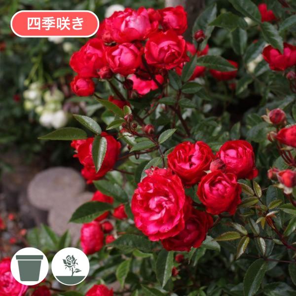 【発売日：2026年05月15日】ローズ色が少しのった緋赤色の花はディープなカップ咲きで数輪〜数十輪の房となる。枝にトゲは少なく葉色は濃緑色。新梢の葉裏や枝は赤色がのり全体的に落ち着いた色合い。冬季剪定では樹高の1/2〜2/3位を目安に切り...