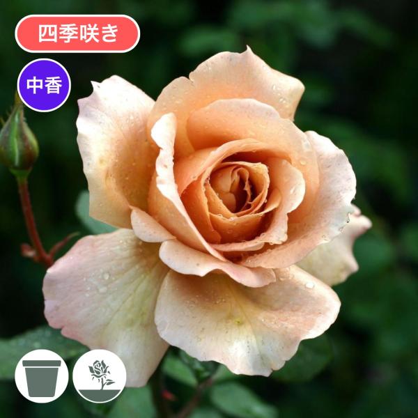 【発売日：2026年01月15日】茶色の花は丸弁平咲きで3輪位の房で咲く時もある。花のもちはよく退色するまで楽しめる。枝の寿命が短いのでシュート更新する枝を多く残すとよい。肥料が切れると途端に樹勢が弱まるので適切に追肥を行う。イギリスのフラ...