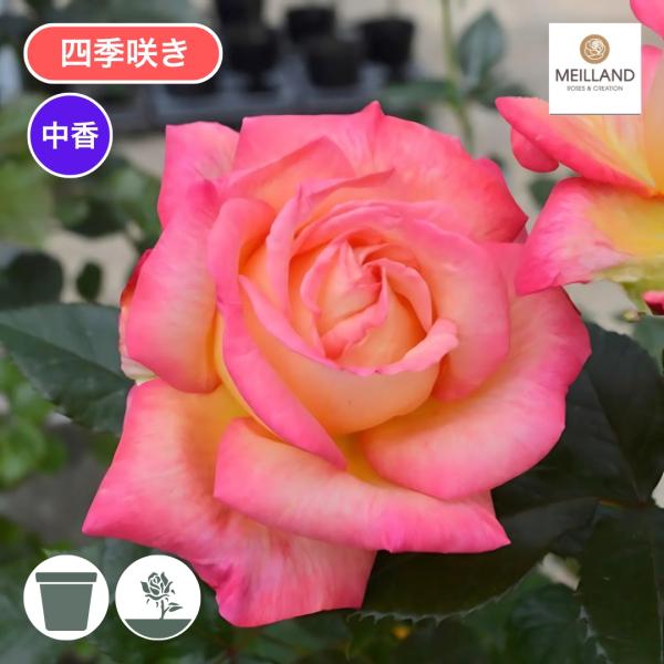 【発売日：2026年01月15日】凛とした表情の剣弁高芯咲きの花はどこから見ても美しく、黄色とピンクの複色がより華やかな印象を与えてくれる。病気にも強く、ダークグリーンの艶やかな葉が美しく、花とのコントラストが引き立つ品種。花持ちよく、優し...