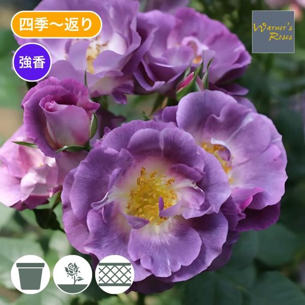 【発売日：2026年01月15日】明るいブルーを多く含んだ赤紫色の花は3〜5輪程の房咲きでスパイシー香を中心にブルー系とムスク香がのる。 樹形は直立性で分類はフロリバンダだが暖地では夏、花付きが悪くシュラブの様に伸びるが秋にはそこそこ咲く。...