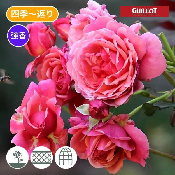 【発売日：2026年01月15日】マカロンで人気のパリの老舗パティスリー「LADUREE」とのコラボレーションで作出された品種。フランボワーズピンクのコロンとしたかわいらしい花は、オールドローズのようなクォーターロゼット咲き。春から秋まで繰...