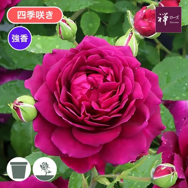 【発売日：2026年01月15日】黒赤紫色の花は数輪の房咲きでモダン・ダマスクの強い香りがある。秋には黒色が強くのりまた違った印象になる。樹形は半横張り性で枝先はやや下垂させ自然樹形となる。枝はトゲが無く、細立ちで繊細な印象。冬季剪定では樹...