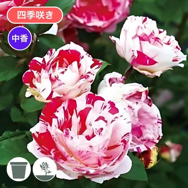 【発売日：2026年05月15日】白地に赤みを帯びたローズ色の絞りで丸弁カップ咲き、1輪〜数輪の房咲きとなる。樹形は半横張り性でコンパクトにまとまる、枝には鋭いトゲが多い。冬季剪定では樹高の1/2位を目安に切り戻す。枝の寿命が長く、古枝にも...