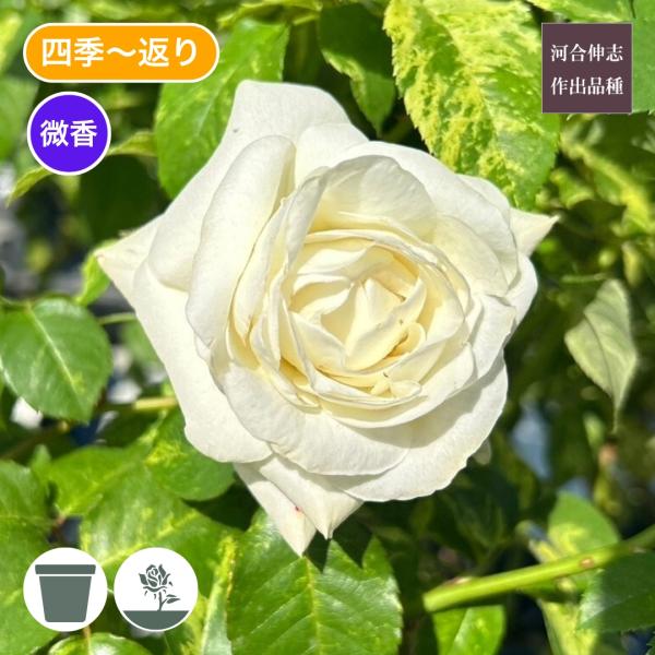 【発売日：2026年05月15日】斑入りの葉が特徴的で、耐病性も強くアイボリーの花を咲かせる。特に春と秋には鮮明に葉に斑が表れる。斑入りのバラは「ロサ・ルキアエ・ヴァリエガータ」「ヘルシュレーン」「イル ルージュ」などが代表的だが、その中で...