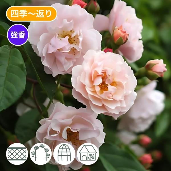 【発売日：2026年05月15日】やや赤みののったアプリコット色の花は5輪位の房咲き性。花もちもよく白く退色しても残るので一株でグラデーションを楽しめる。ムスク香もあり春に株満開に咲くと一面に香る。葉は濃い緑色で小葉、花とのバランスもよい。...