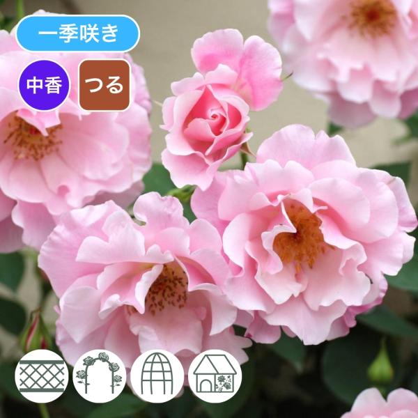 【発売日：2026年01月15日】桃色でフリルの入った花はうつむいて咲き中心の黄色いしべをのぞかせる。 花弁は濃淡があり外側は波打ち花弁数は多くないが上品なイメージ。 早咲き性でLCｌの中では一番早く花を付け春の訪れを知らせてくれる。 新梢...