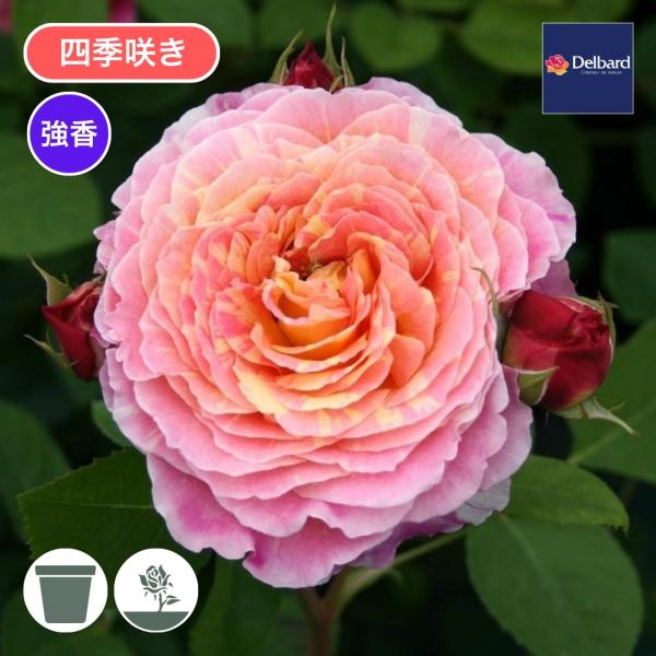 【発売日：2026年01月15日】桃色、クリーム色、白色の絞り咲きで咲き始めはカップ咲きでロゼット咲きへと変化。 ３〜５輪の房咲きで咲く時の温度の状況でより複雑な色がのる。シュラブ扱いだが株のまとまりがよく木立性で自立できる。 冬季剪定で樹...